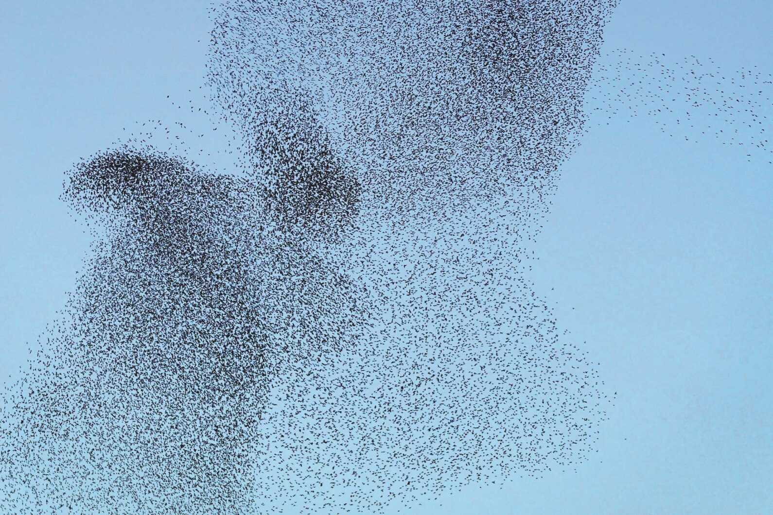 Flock Song - Letters & Science